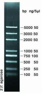 D2000 plus DNA Marker（100-5000，8条带）品牌：泽叶生物中国/美国/德国/日本包装规格:50T-盖德化工网