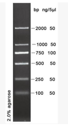 D2000 DNA Marker（100-2000，6条带）品牌：泽叶生物中国/美国/德国/日本包装规格:50T-盖德化工网