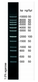1kb plus DNA Marker（300-10000，12条带）说明书 - 分析方法 - 生物在线 Lab-on-Web