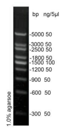 300bp DNA Marker（300-5000，9条带）说明书 - 分析方法 - 生物在线 Lab-on-Web