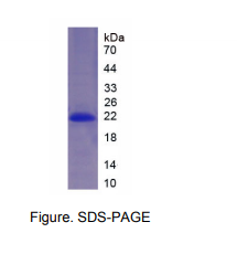 肌球蛋白重链7(MYH7)重组蛋白说明书-分析方法-生物在线 Lab-on-Web